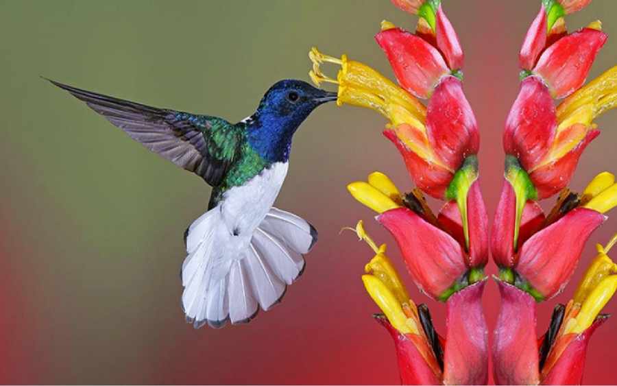 El amor chaqueño que dio origen al bello colibrí