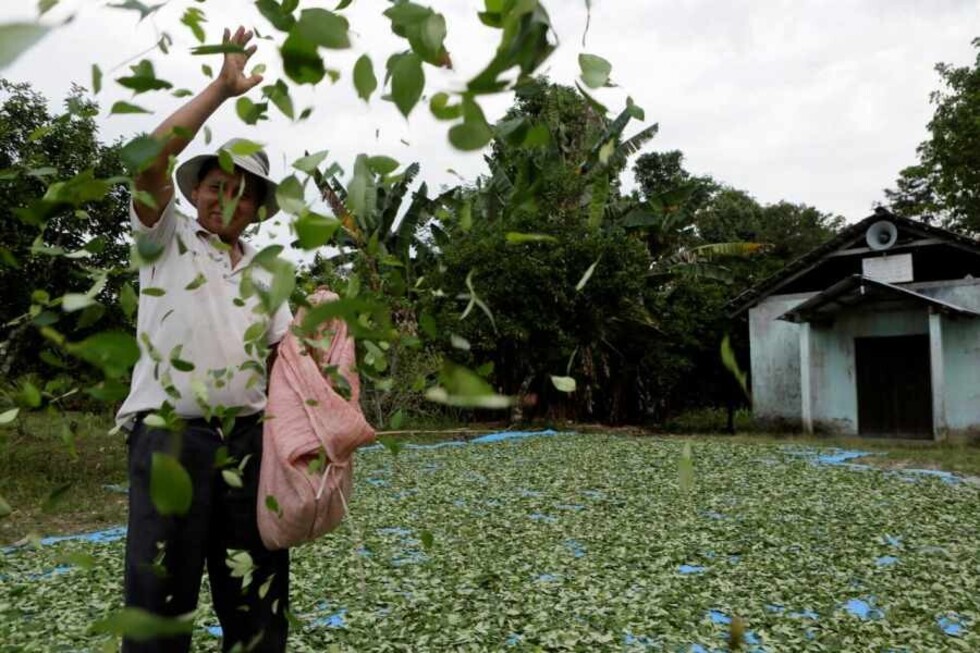 Coca del Chapare, símbolo del libre mercado por excelencia