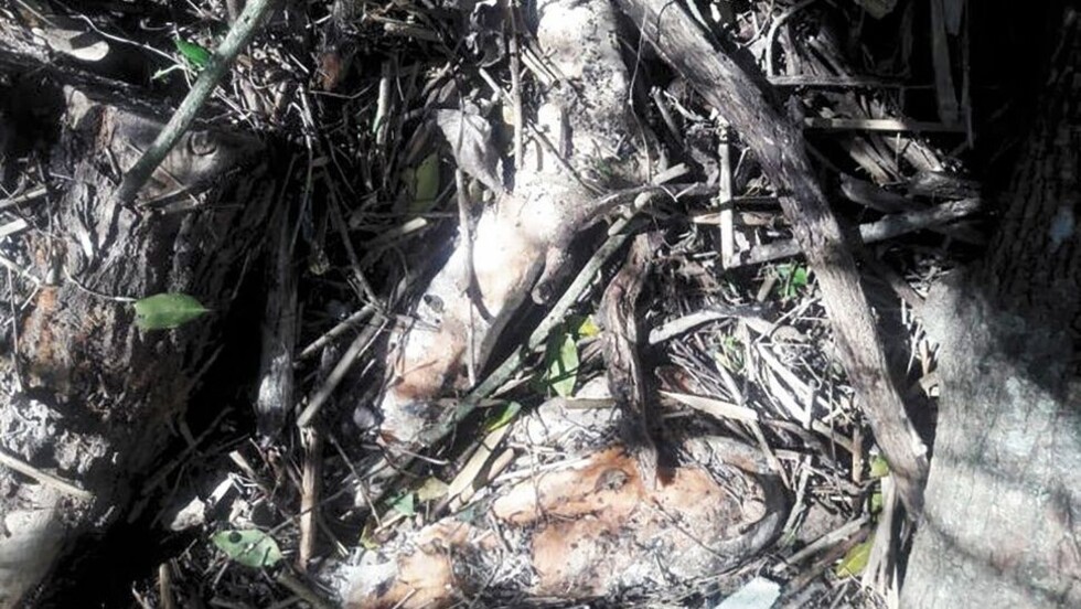 Encuentran pierna en una playa de Argentina