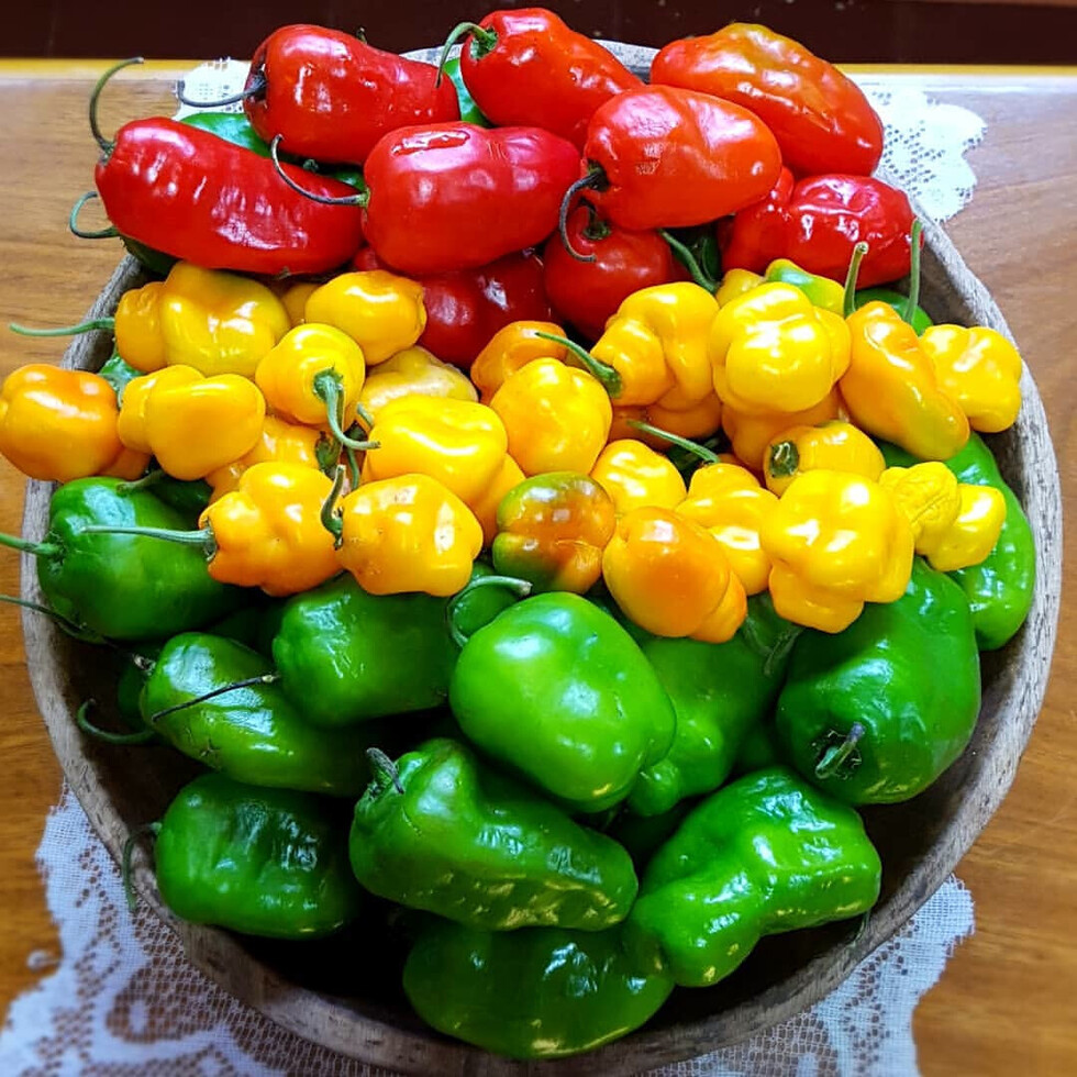 Los secretos del locoto