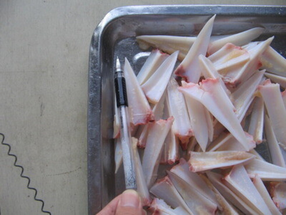 Comer cartílagos de pollo