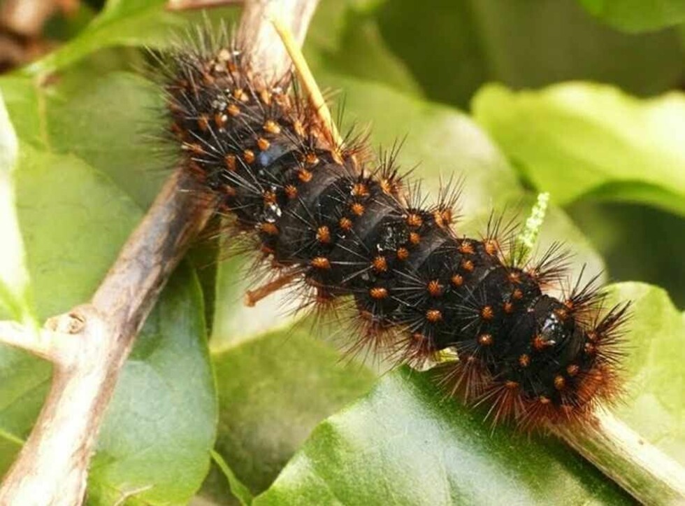 Coordinan acciones para eliminar el Rupa Rupa