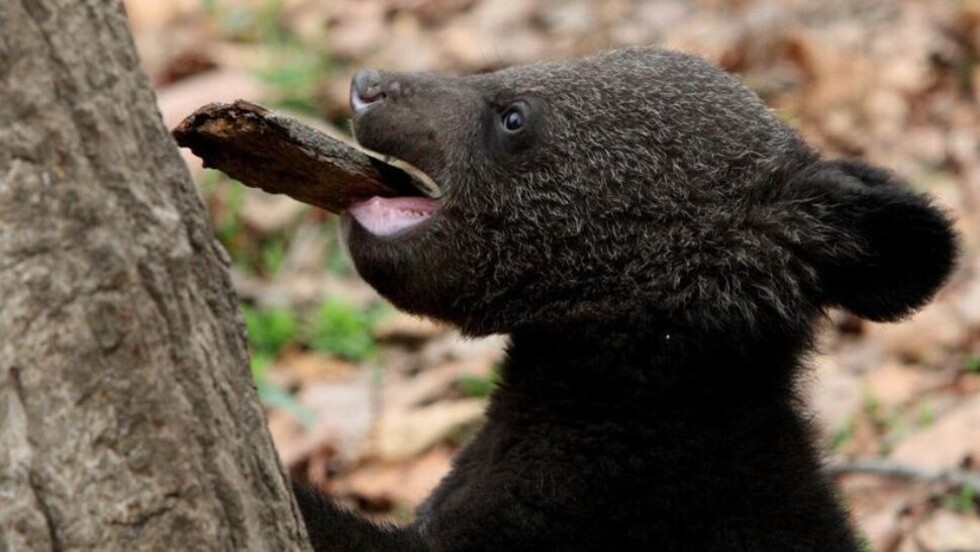 Criaron por años a un perro y era un oso