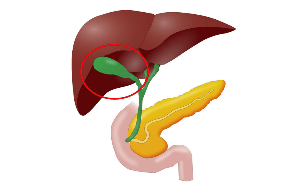 La función de la vesícula