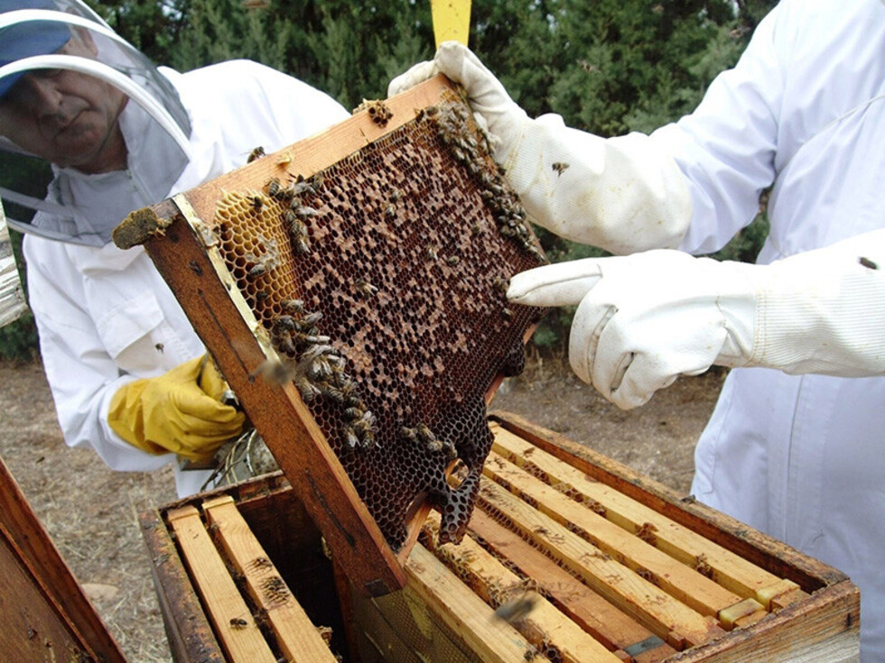 La apitoxina, el saludable veneno de las abejas