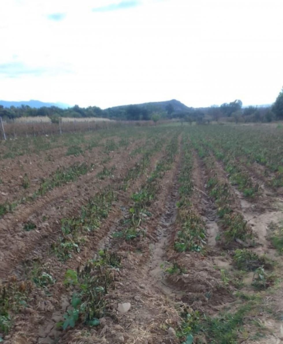 Campesinos de Tarija: Heladas liquidaron los cultivos agrícolas